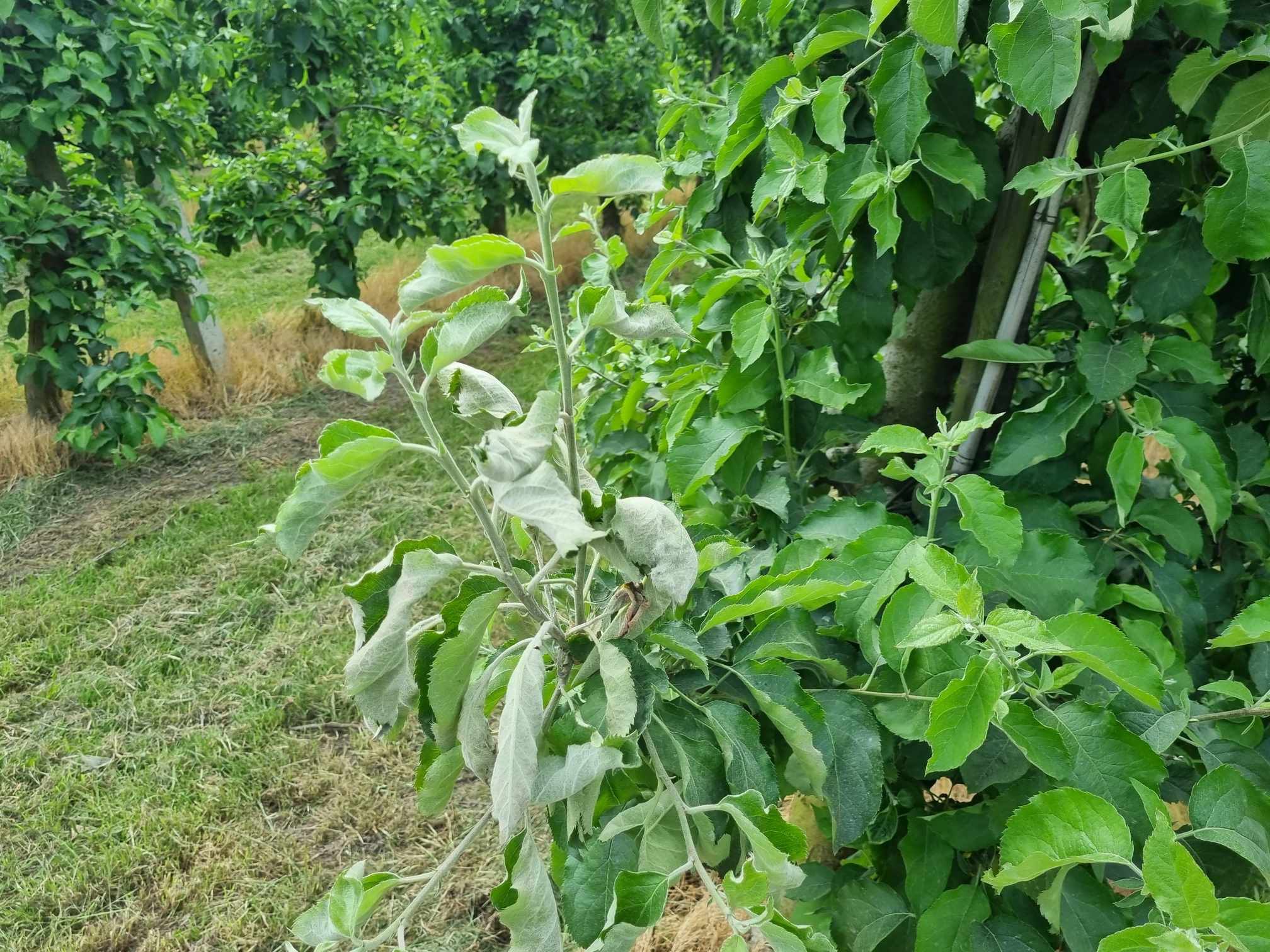 To najgroźniejsze choroby jabłek. Pojawiają się w różnych systemach ...