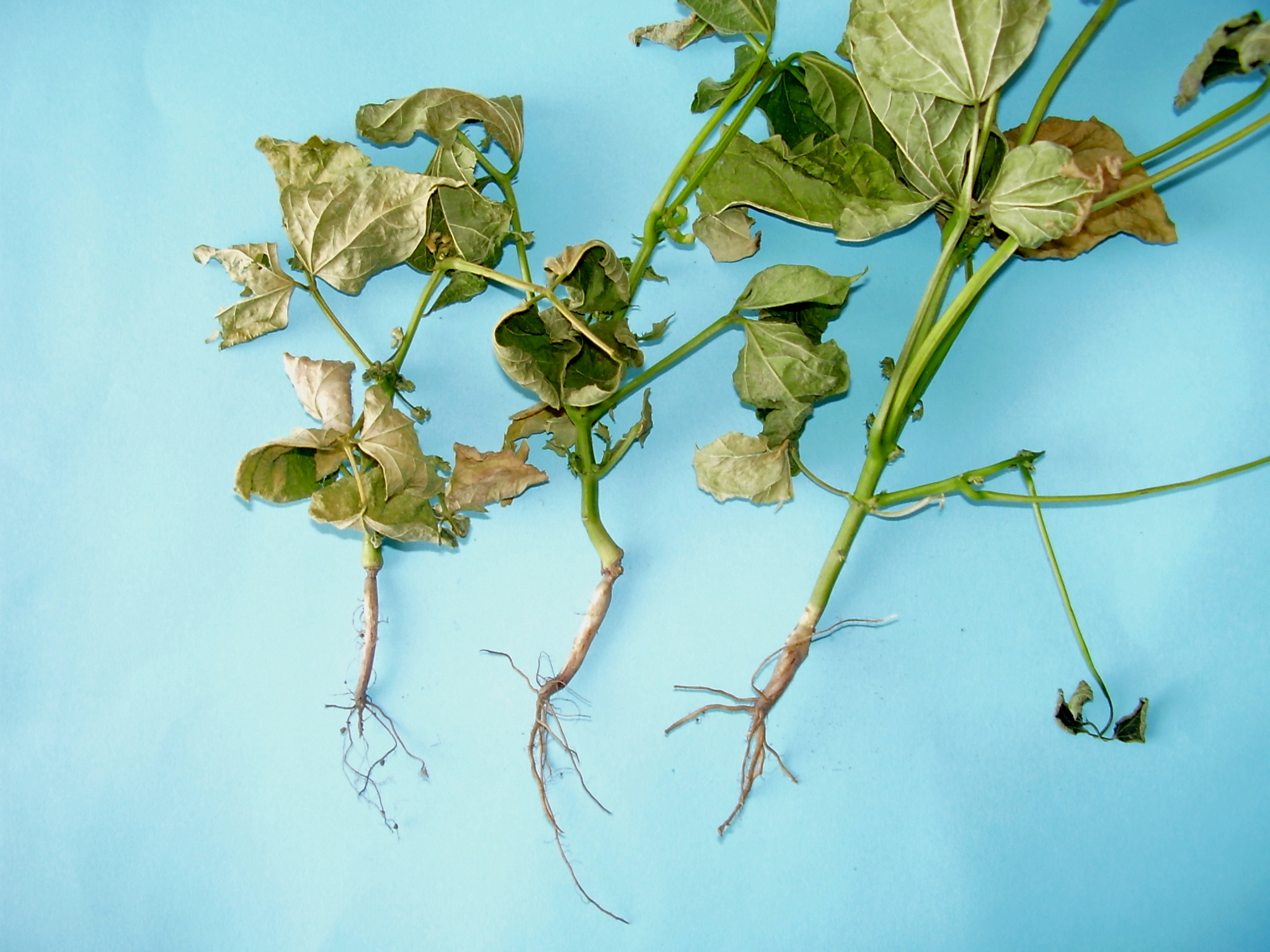 Najgroźniejsze choroby fasoli szparagowej - jak im zapobiegać?