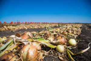 Kiedy i po czym sadzić cebulę? To najlepszy czas na sadzenie cebuli