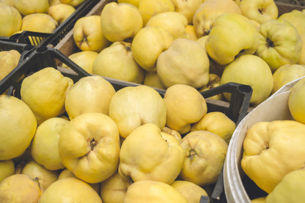 Ceny pigwy i pigwowca 2024: Ile kosztuje kilogram?