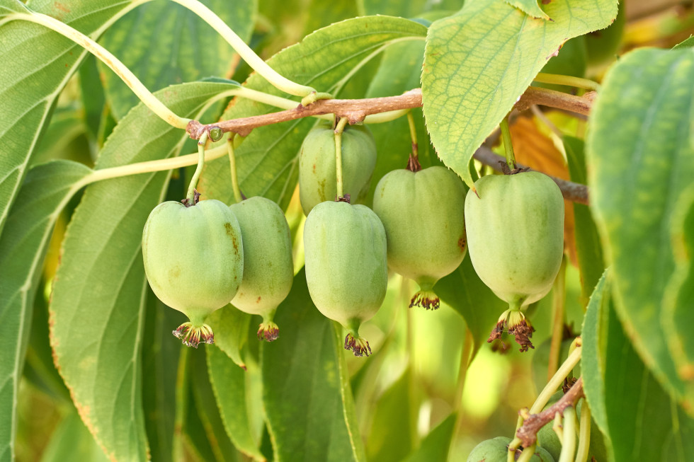 Mały owoc o niezwykłym działaniu. Rośnie w Polsce i działa antyrakowo