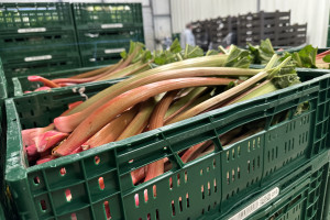 Rabarbar znów nieopłacalny. Ceny skupu ledwie przekraczają 3 zł