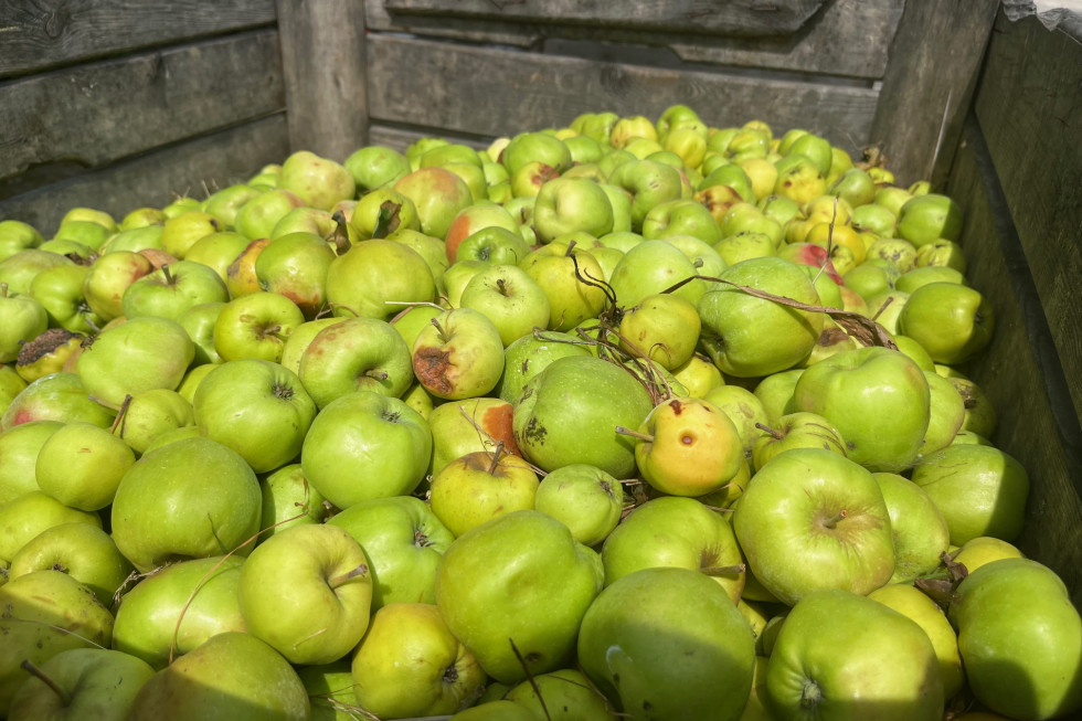 Ceny jabłek przemysłowych mają spaść. Skupy informują o ostrych obniżkach
