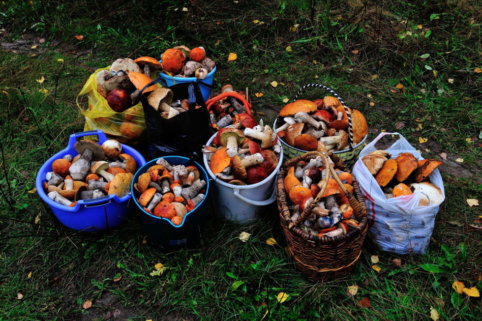 Wysyp grzybów w lasach. Topowe miejsca na grzybobranie w Wielkopolsce