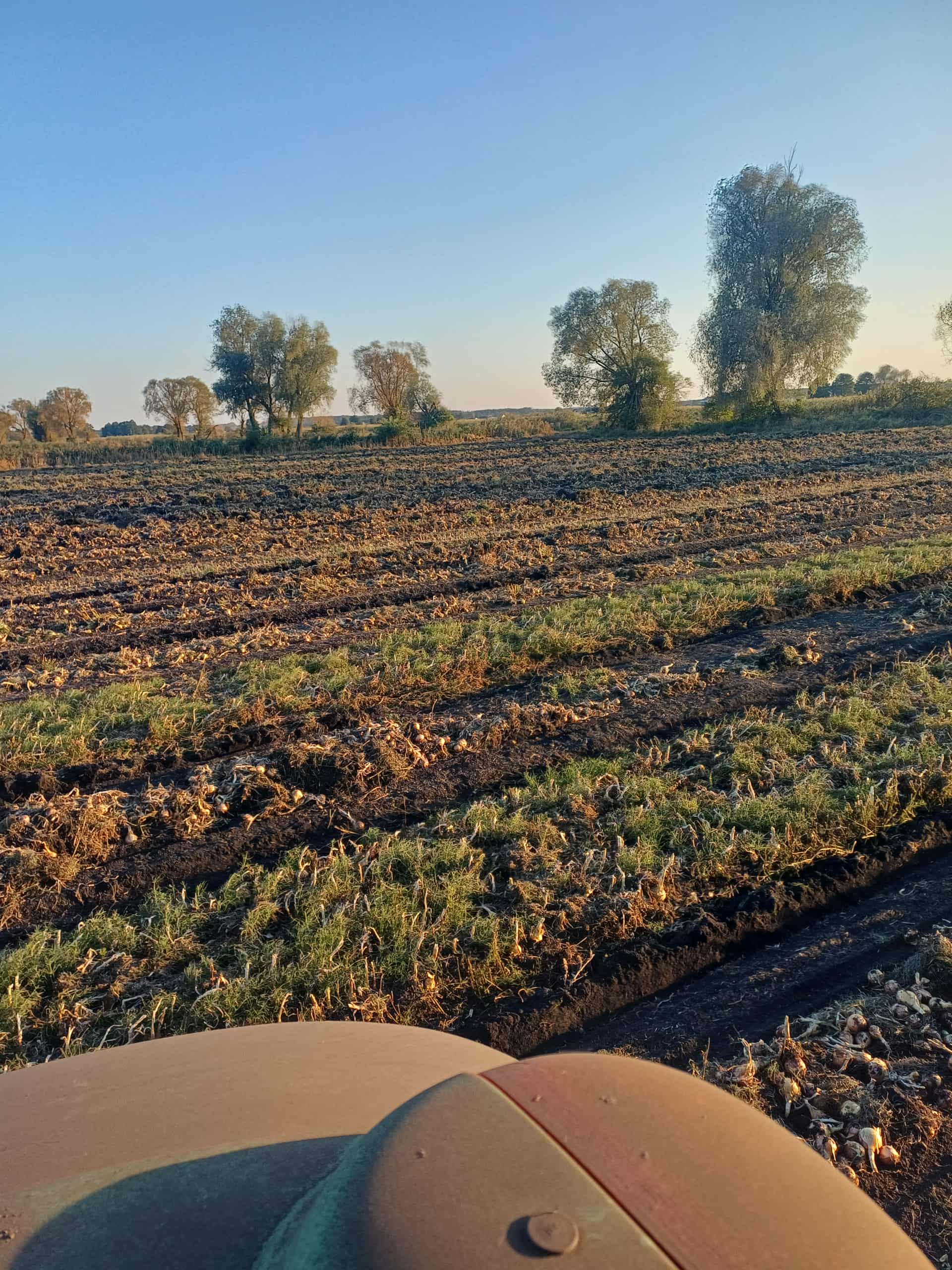 Polska cebula zostaje na polach. Rolniczka ratuje, co się da