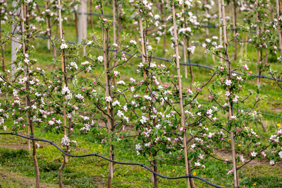 Plant Health 4 Life: rusza finałowa edycja kampanii EFSA i Komisji ...