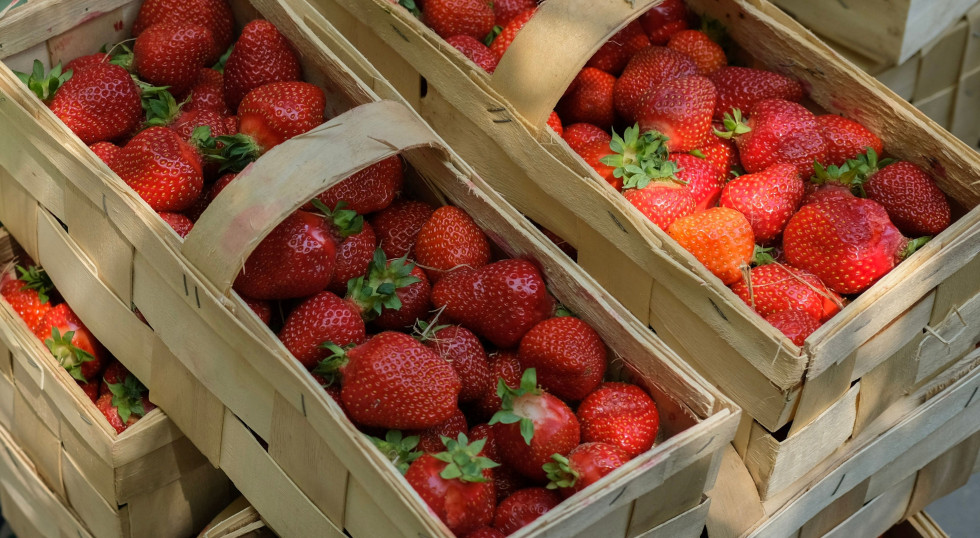Ostry zjazd cenowy truskawek. Ile kosztuje 2 kg łubianka owoców?